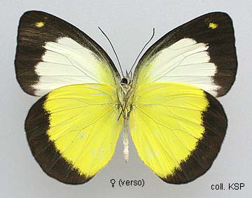 Papua Insects Foundation (Lepidoptera/Pieridae/Pierinae(Cepora perimale)